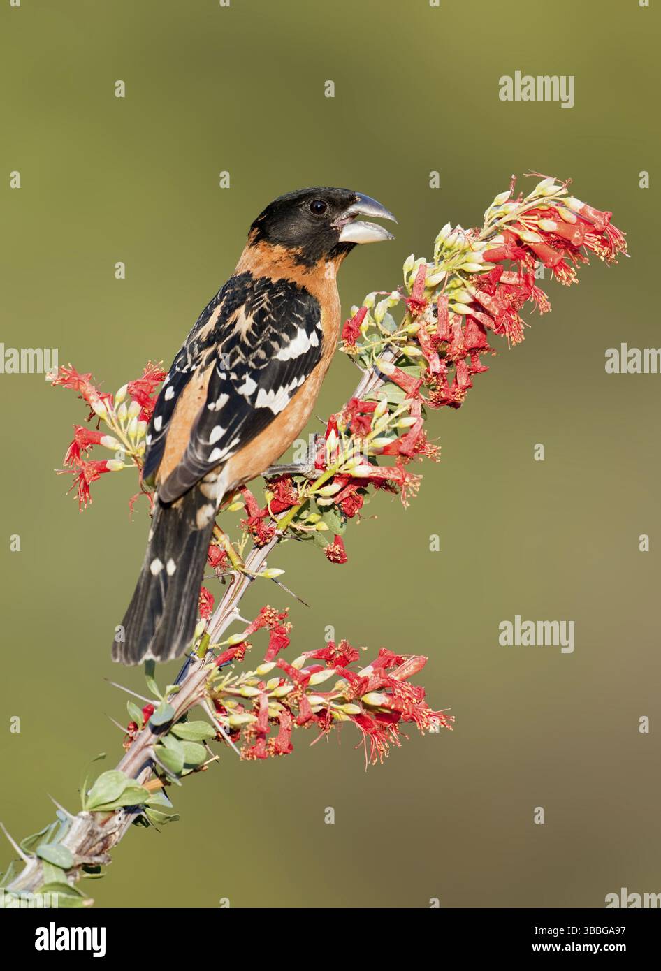 Black-headed Grosbeak (Pheucticus melanocephalus) male, Arizona, USA ...