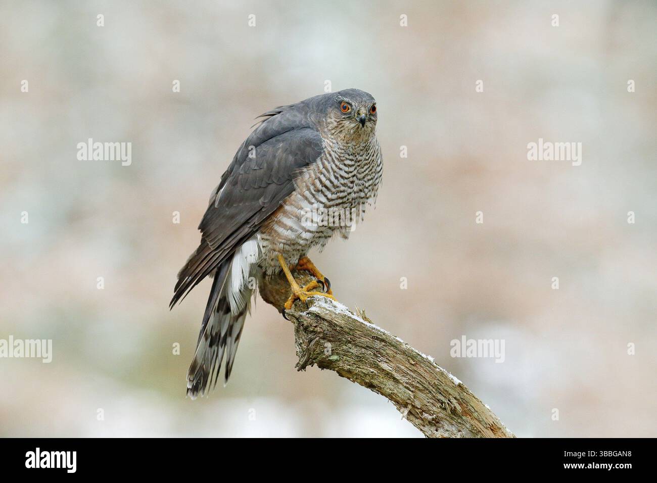 Eurasian sparrowhawk, Accipiter nisus, sitting on the snow in the ...