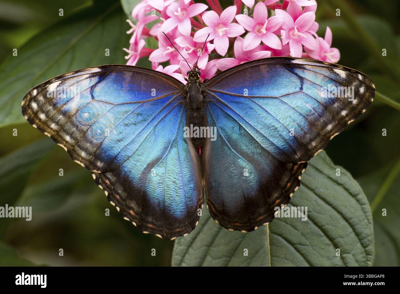 Blue morpho butterfly (Morpho sp.), Costa Rica, Central America Stock ...