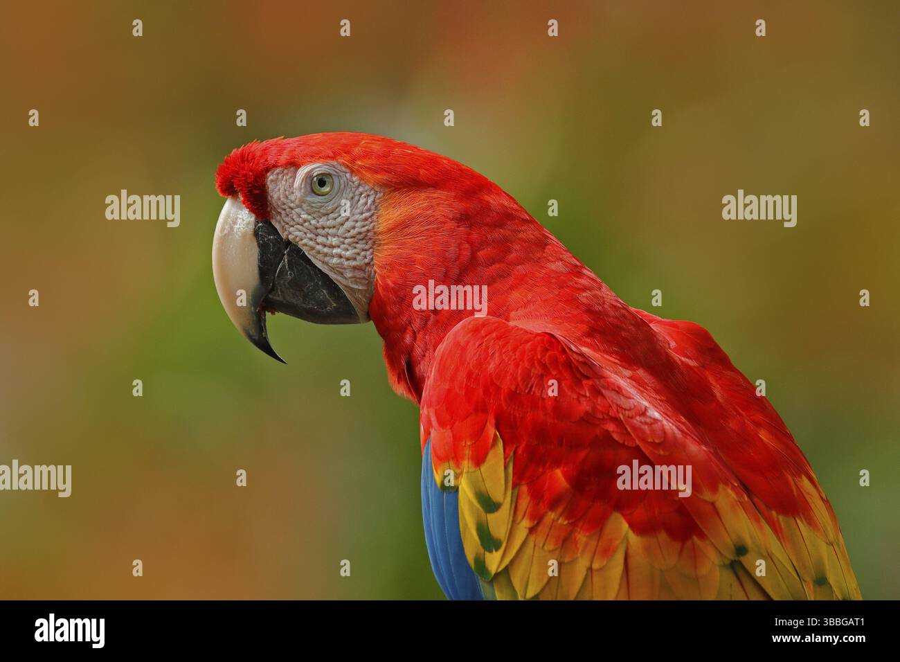 Big red parrot Scarlet Macaw, Ara macao, bird sitting on branch, Costa ...