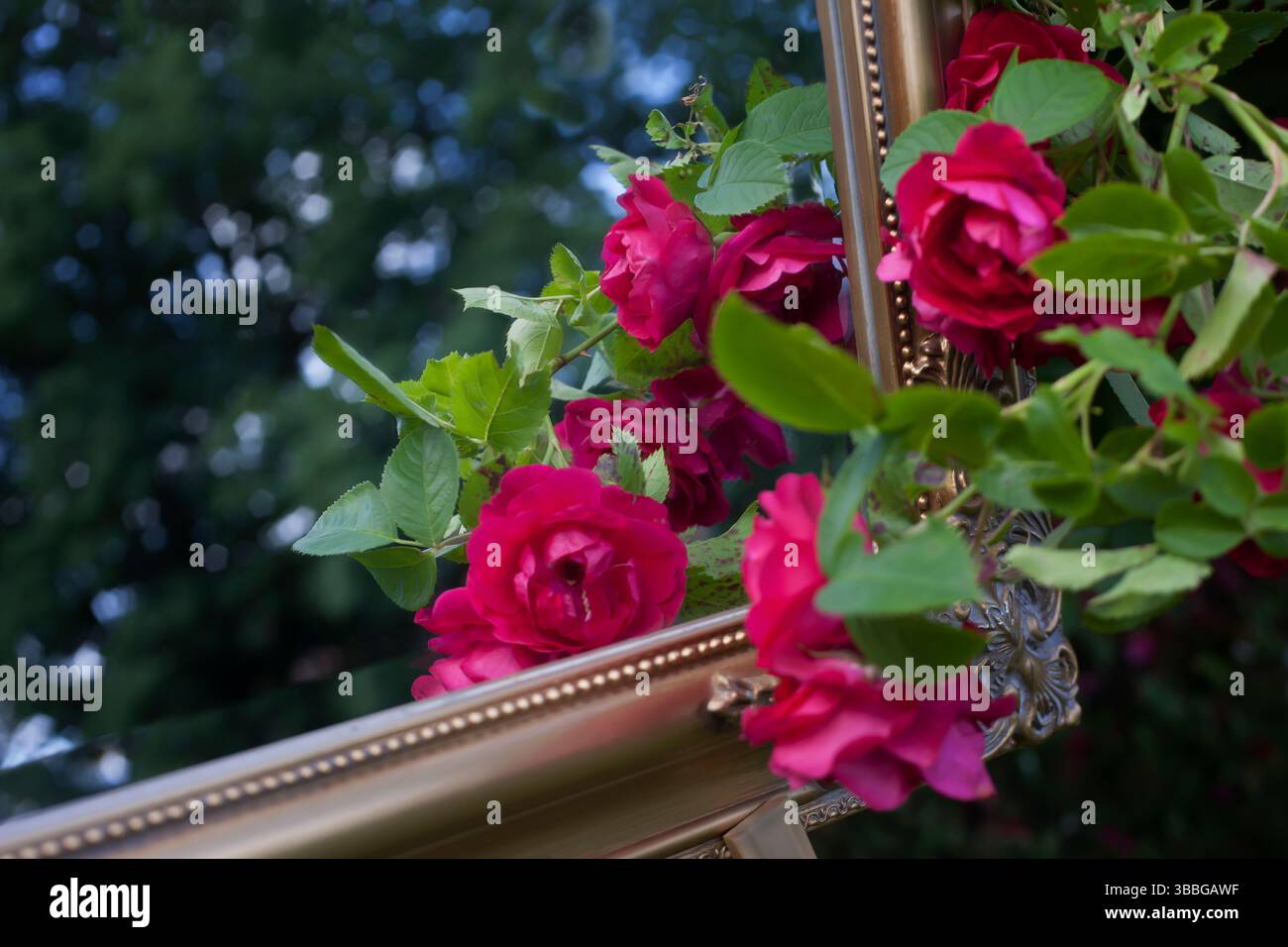 Reflection in the mirror of the rose bushes Stock Photo - Alamy