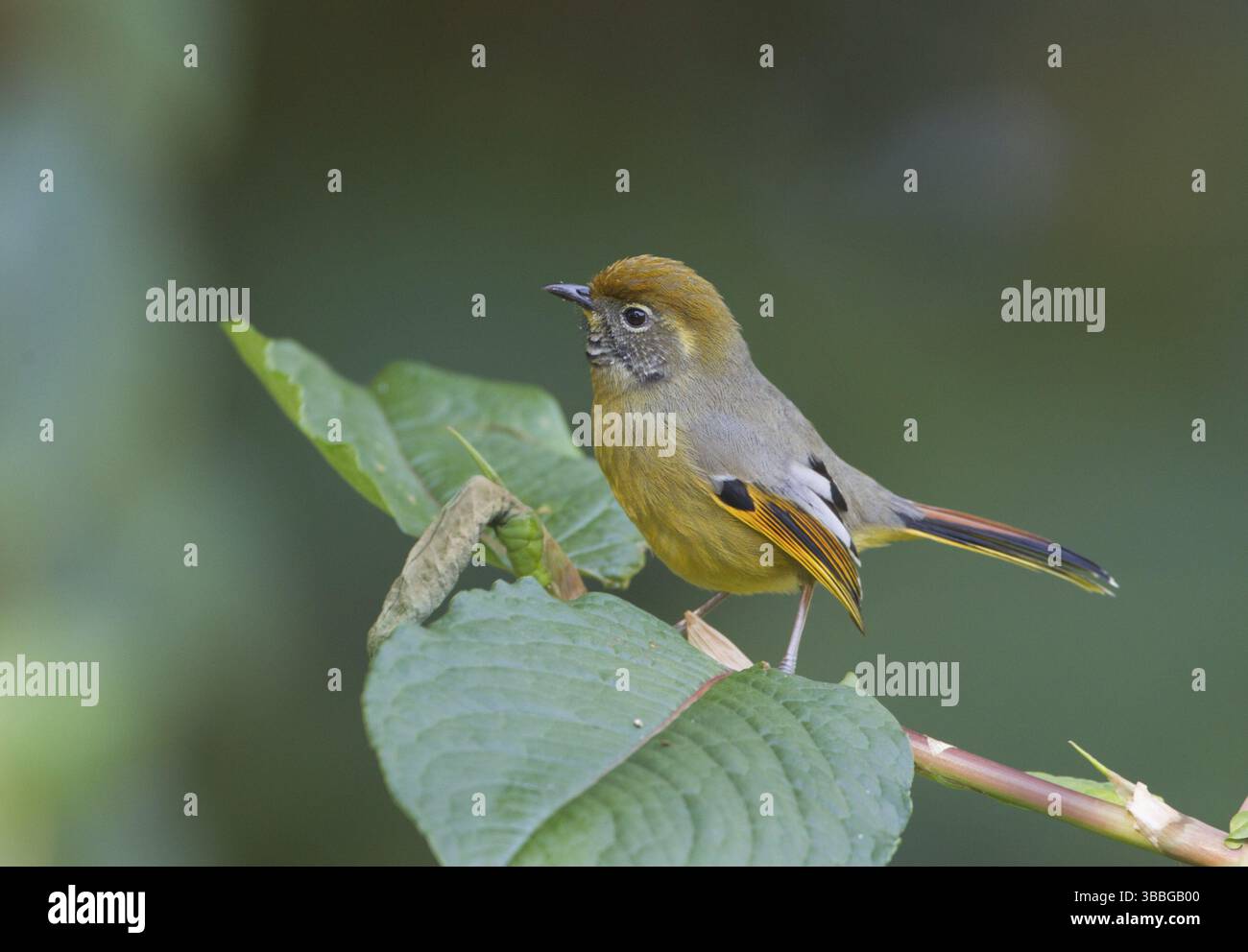 Chestnut-tailed Minla - Doi Inthanon National Park, Thailand, Asia ...