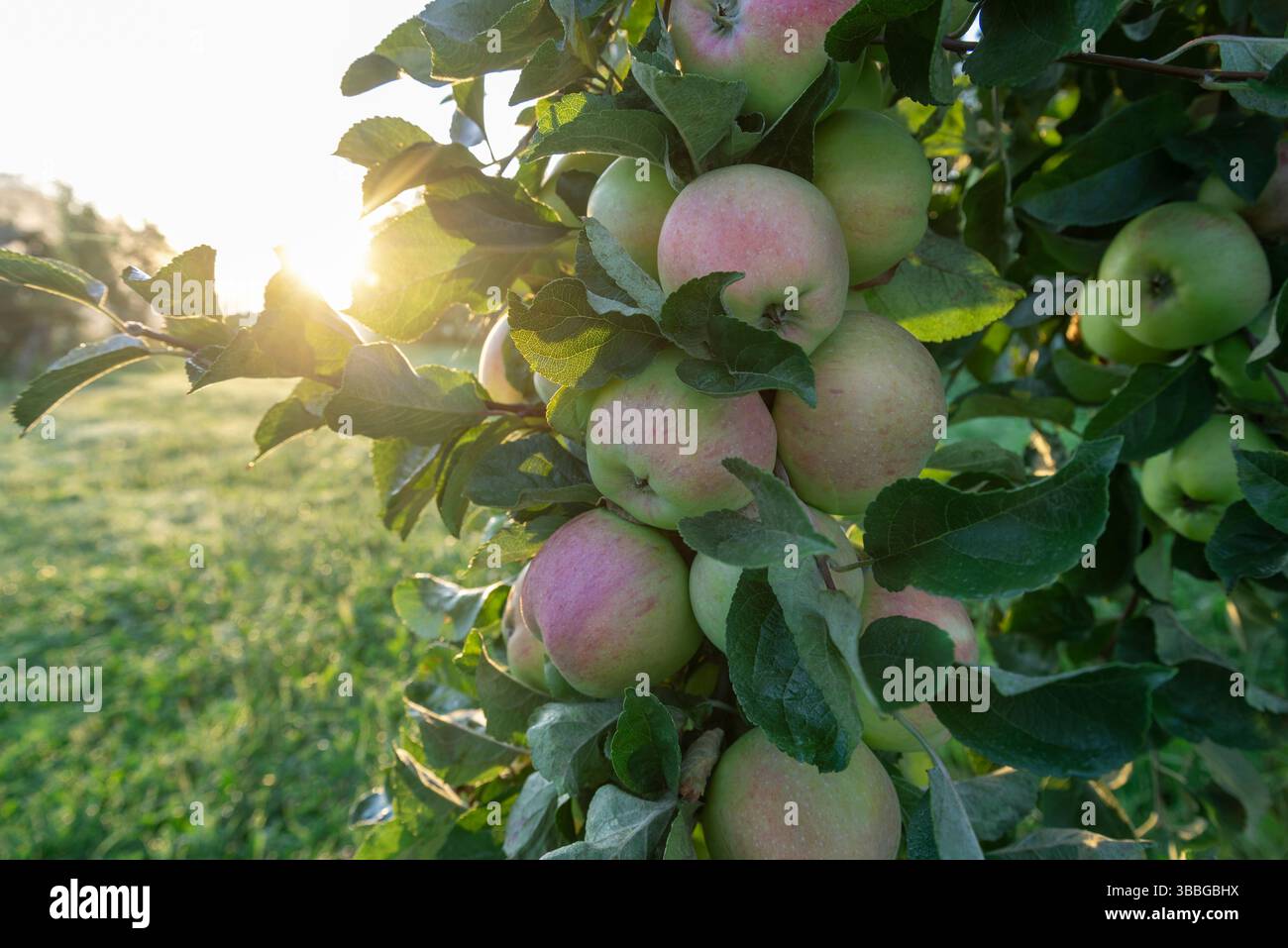 Apples trees in a morning Stock Photo - Alamy
