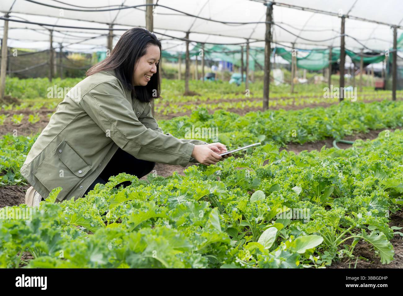 Asian female farmer using digital tablet to inspect and manage crops in ...