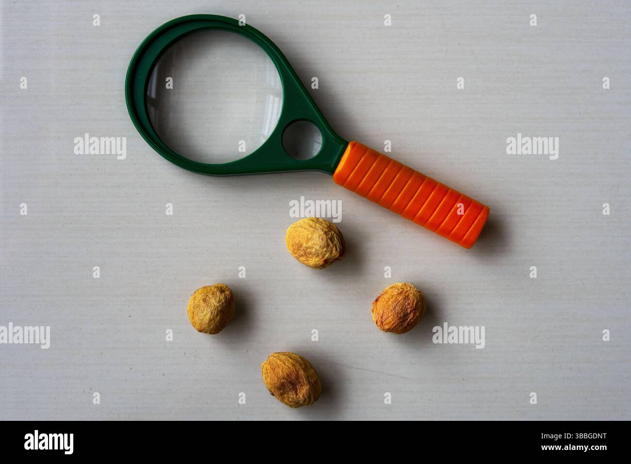 Magnifying Glass with Dried Apricot Seeds – Abstract Still Life ...