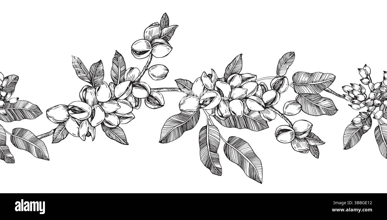 Pistachio branch seamless border with nuts and leaves.Vector black and ...
