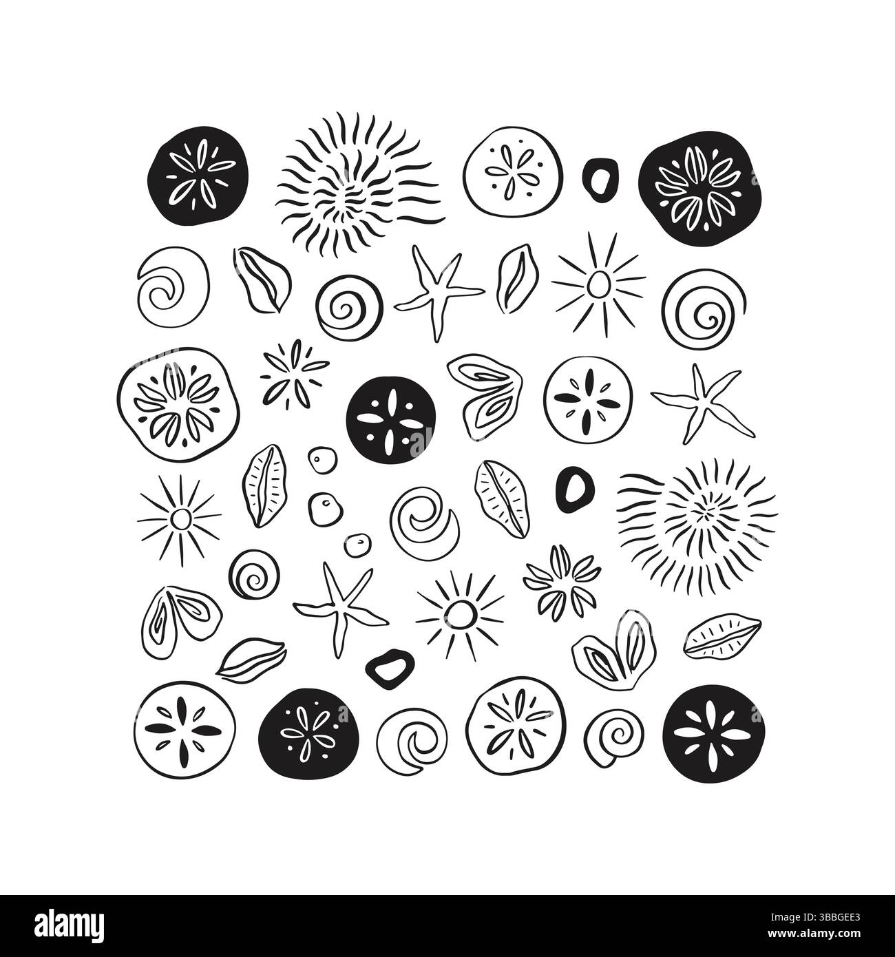 Shell sea urchin beach Stock Vector Images - Alamy