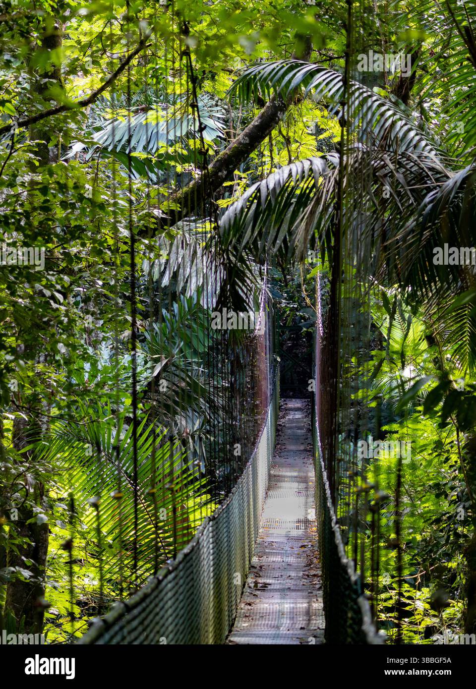 Suspension Bridge in Lush Tropical Rainforest, Costa Rica Jungle Trail ...