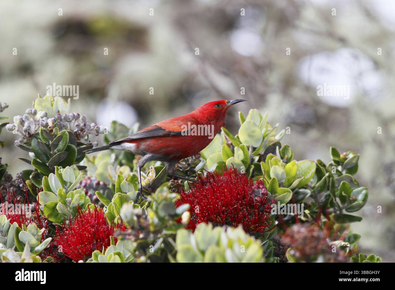 Apapane, Himatione sanguinea sanguinea, Hawaiian Honeycreeper Stock ...