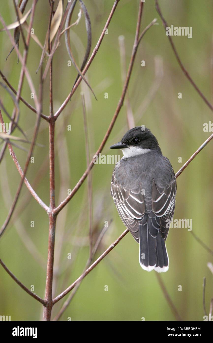 Eastern Kingbird (Tyrannus tyrannus), Ohio, USA, North America Stock ...