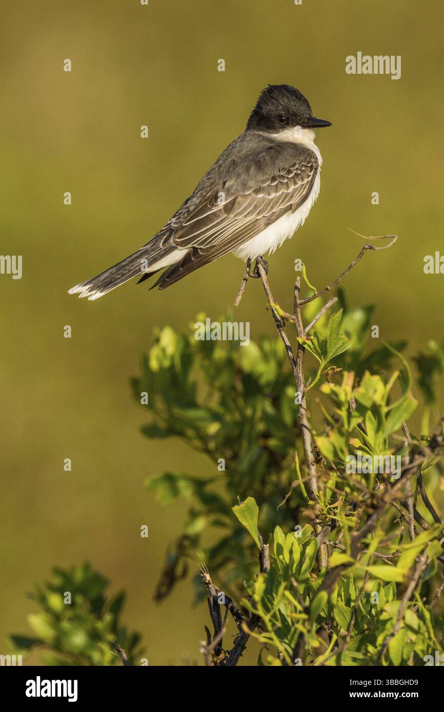 Eastern Kingbird (Tyrannus tyrannus), Texas, USA, North America Stock ...