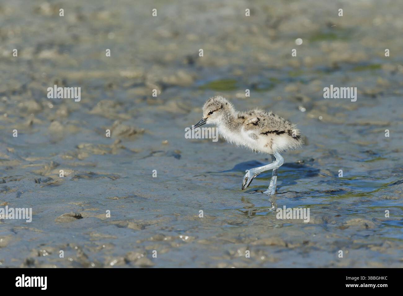 Saebelschnaebler (Recurvirostra avosetta) Pied Avocet Stock Photo - Alamy