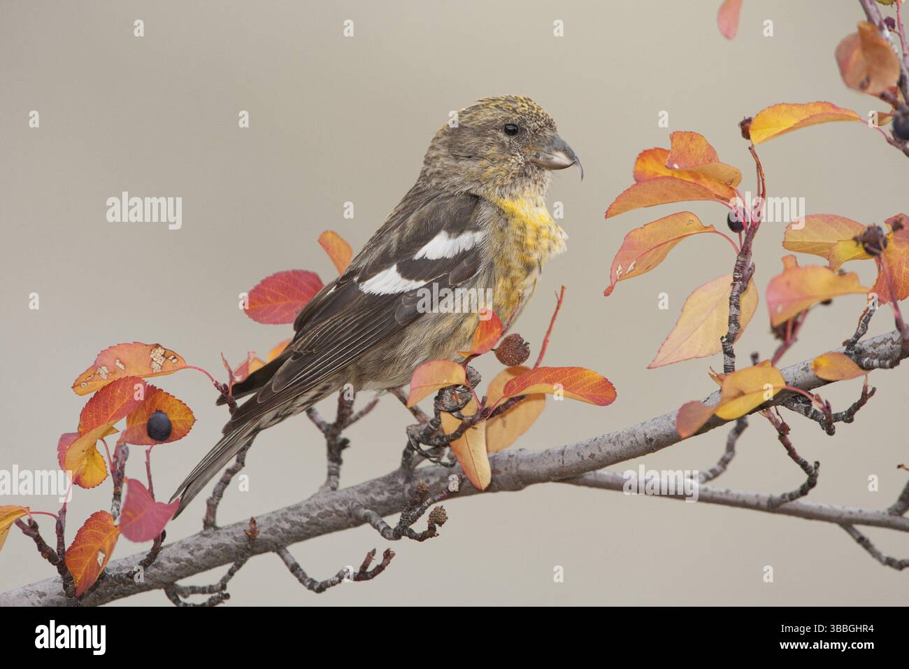 Female White-winged Crossbill with fall color near Medicine Lake Stock ...