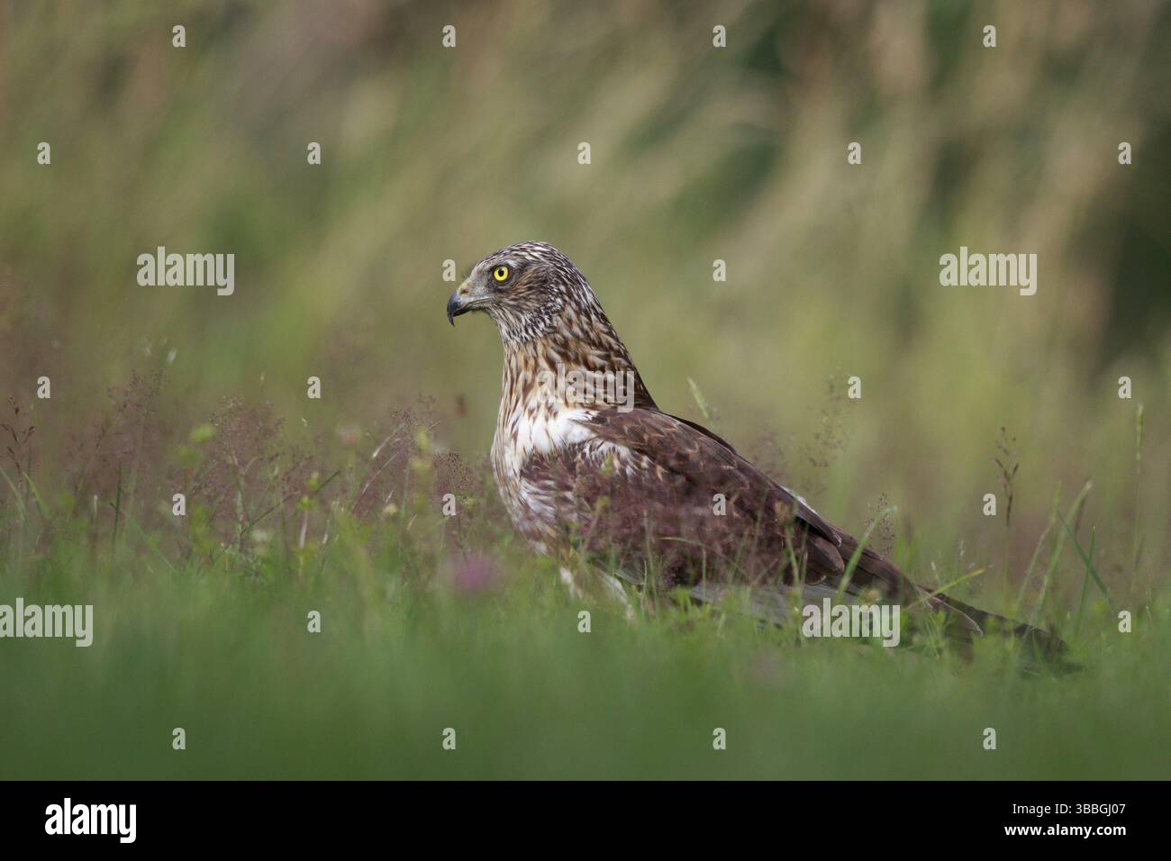 Western Marsh Harrier (Circus aeruginosus) male on grassland, Poland ...