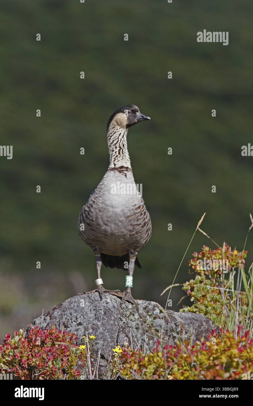 Nene, Hawaiian Goose, Branta sandvicensis, Hawaii endemic, Endangered ...