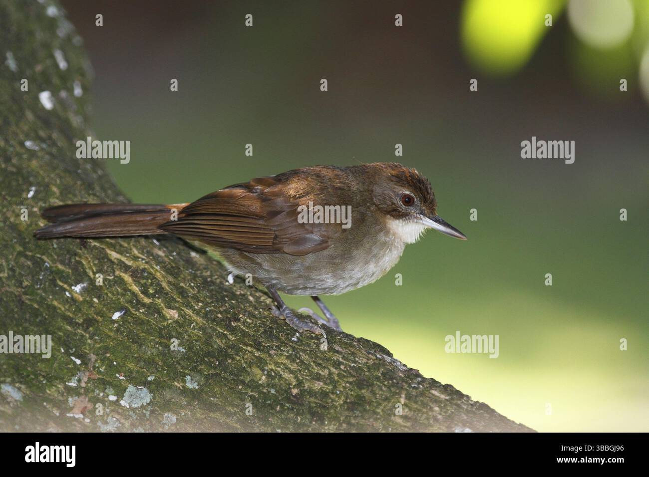 Terrestrial passerine hi-res stock photography and images - Alamy