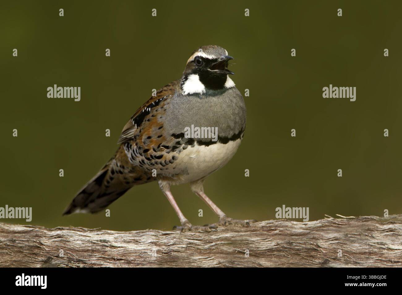 Spotted Quail-thrush (Cinclosoma punctatum) male singing, New South ...