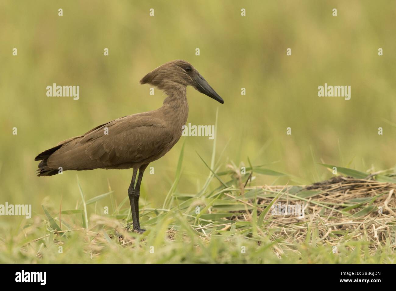 Hammerhead bird scopus umbretta hi-res stock photography and images - Alamy
