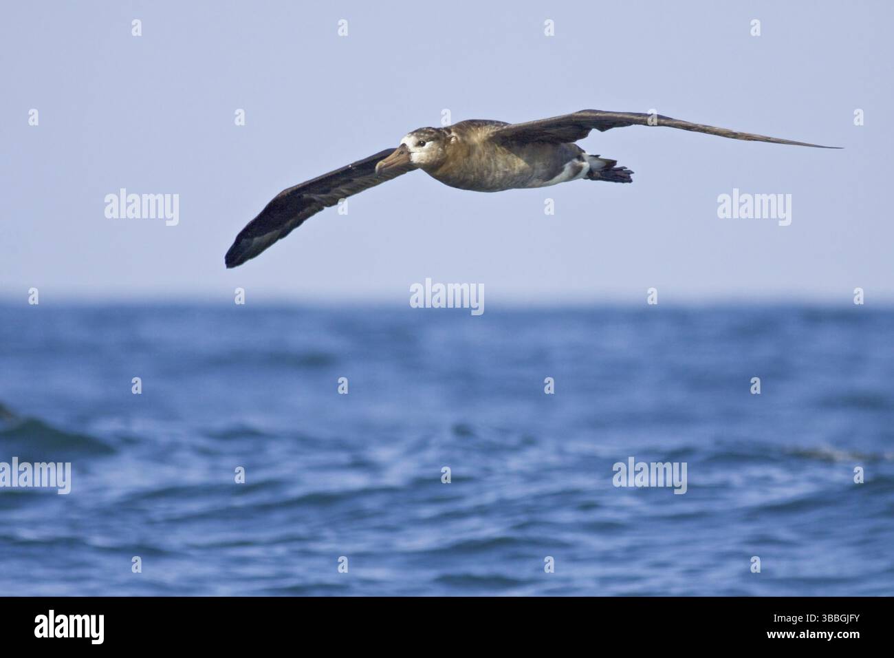 Black-footed Albatross (Phoebastria nigripes) flying, Washington, USA ...