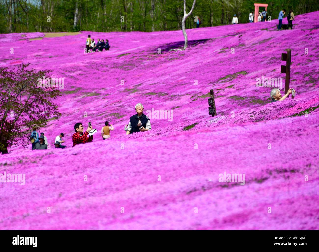 Flowers of Phlox subulata (creeping phlox / moss phlox / moss pink ...