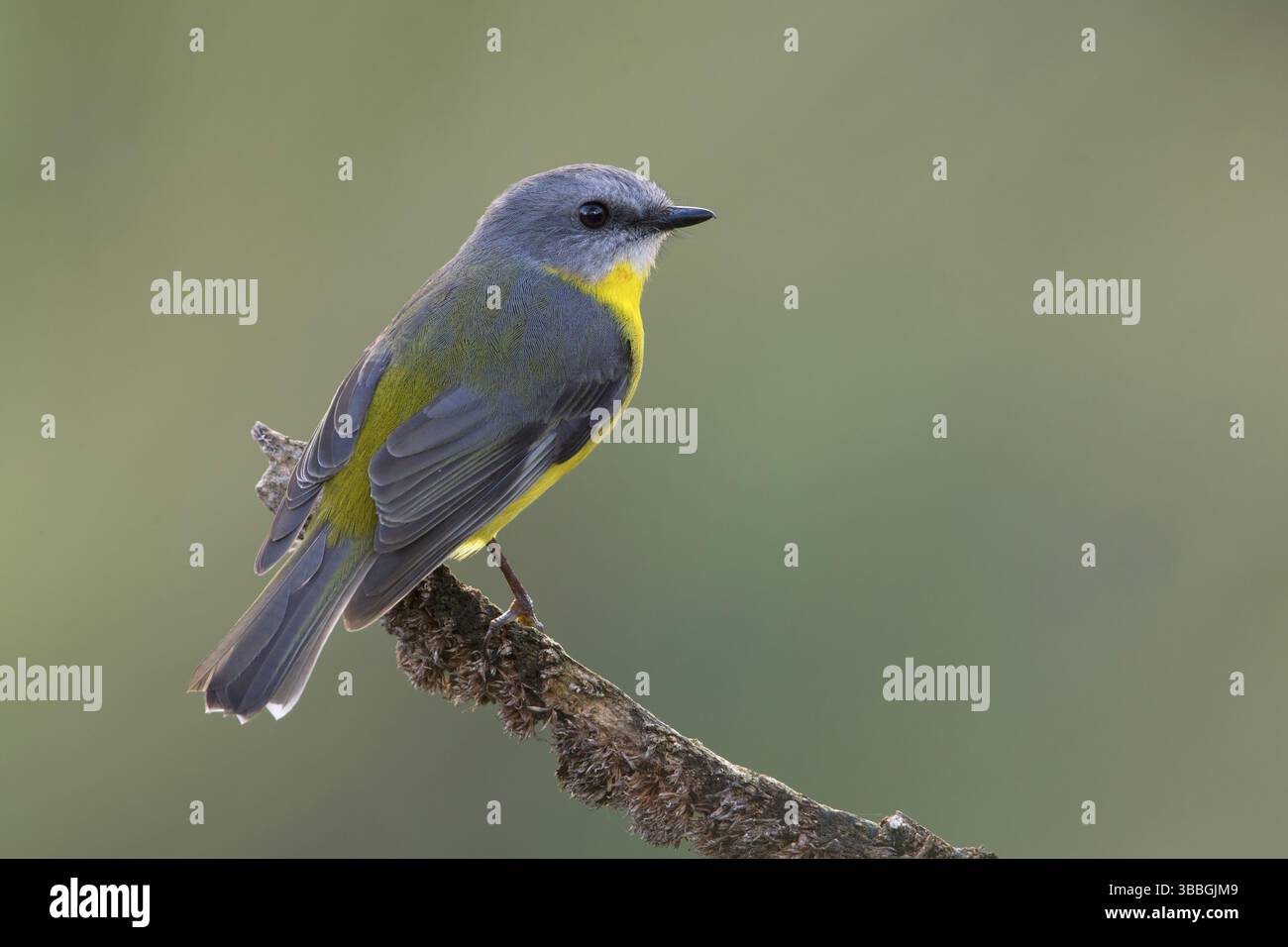Eastern Yellow Robin (Eopsaltria australis), Victoria, Australia ...