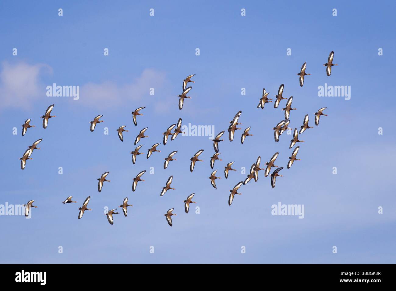 Blue-winged teal fly across a classic Guanacaste sky Stock Photo - Alamy