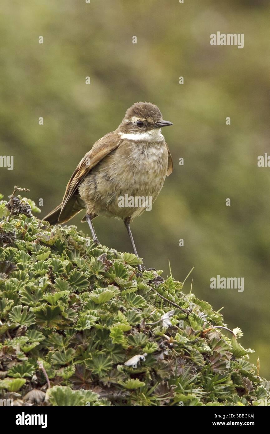 Chestnut-winged Cinclodes (Cinclodes albidiventris), Ecuador, South America Stock Photo - Alamy
