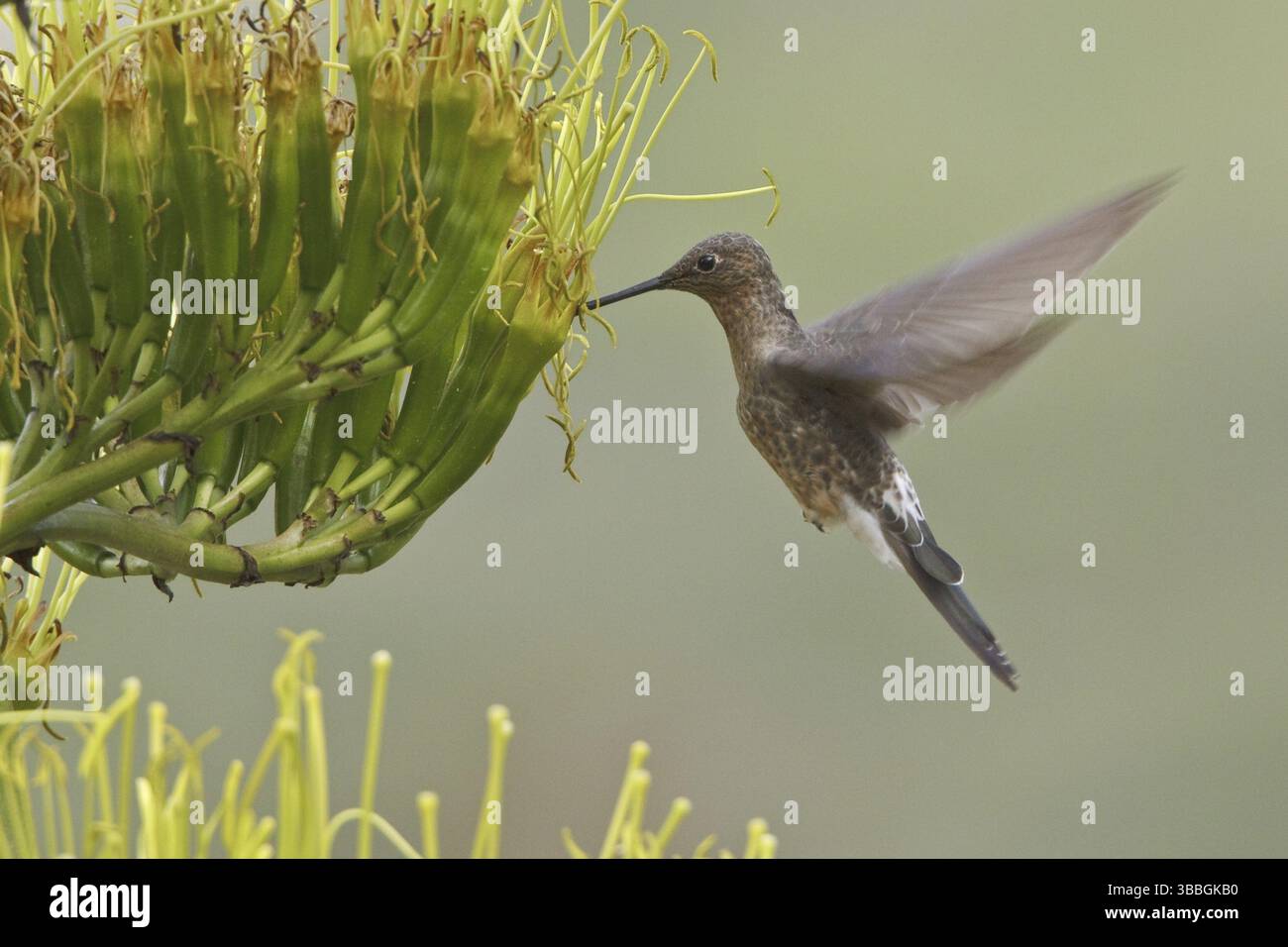 Giant Hummingbird (Patagona gigas), Ecuador, South America Stock Photo ...
