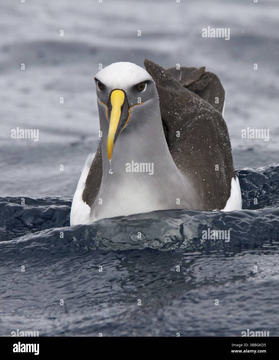 Buller's Albatross (Thalassarche bulleri), New South Wales, Australia ...