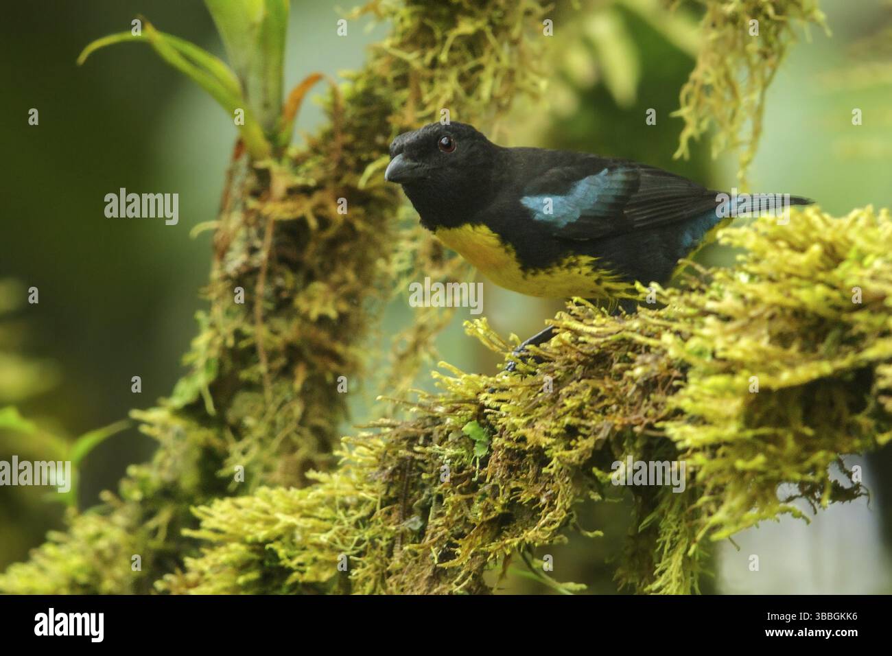 Black-and-Gold Tanager (Bangsia melanochlamys) perched on a branch in ...
