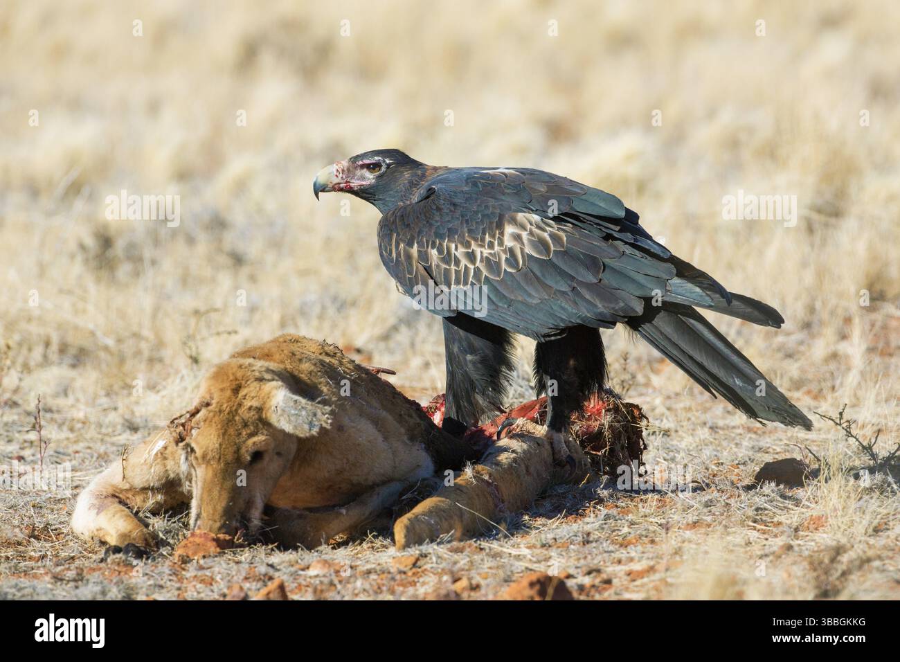 Wedge-tailed Eagle (Aquila audax) feeding on Red kangaroo (Macropus ...
