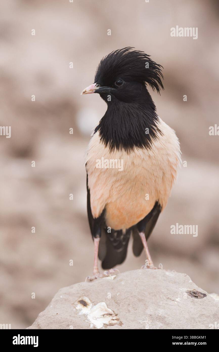 Rose-coloured Starling - Rostenstar - Pastor roseus, Kazakhstan, adult ...