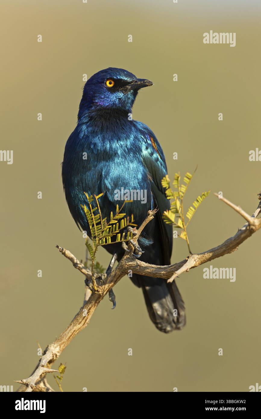 Cape Starling (Lamprotornis nitens), Kruger Park, South Africa, Africa ...