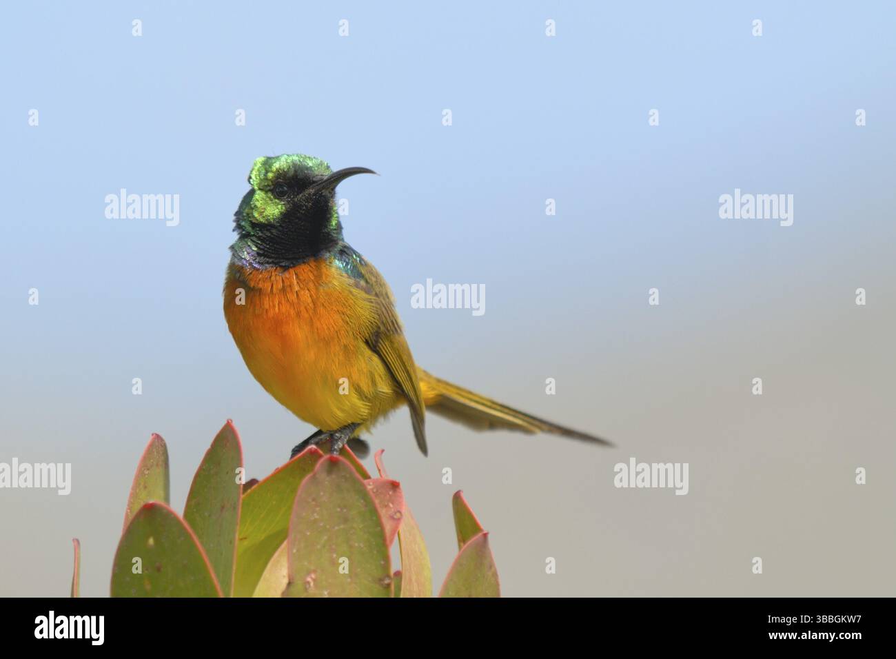 Orange-breasted Sunbird (Anthobaphes violacea) male, Western Cape ...