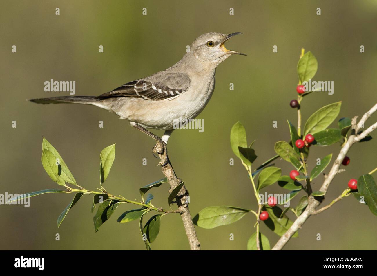 Northern Mockingbird (Mimus polyglottos) singing, Texas, USA, North ...