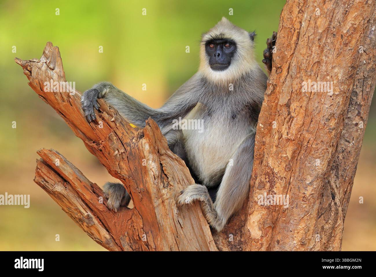 Common Langur, Semnopithecus entellus, monkey sitting on tree, nature ...