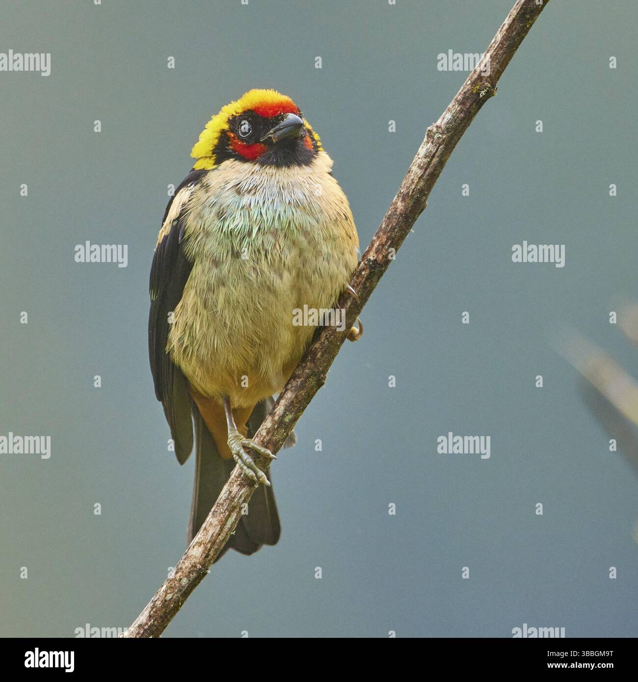 Flame-faced Tanager (Tangara parzudakii), Ecuador, South America Stock ...