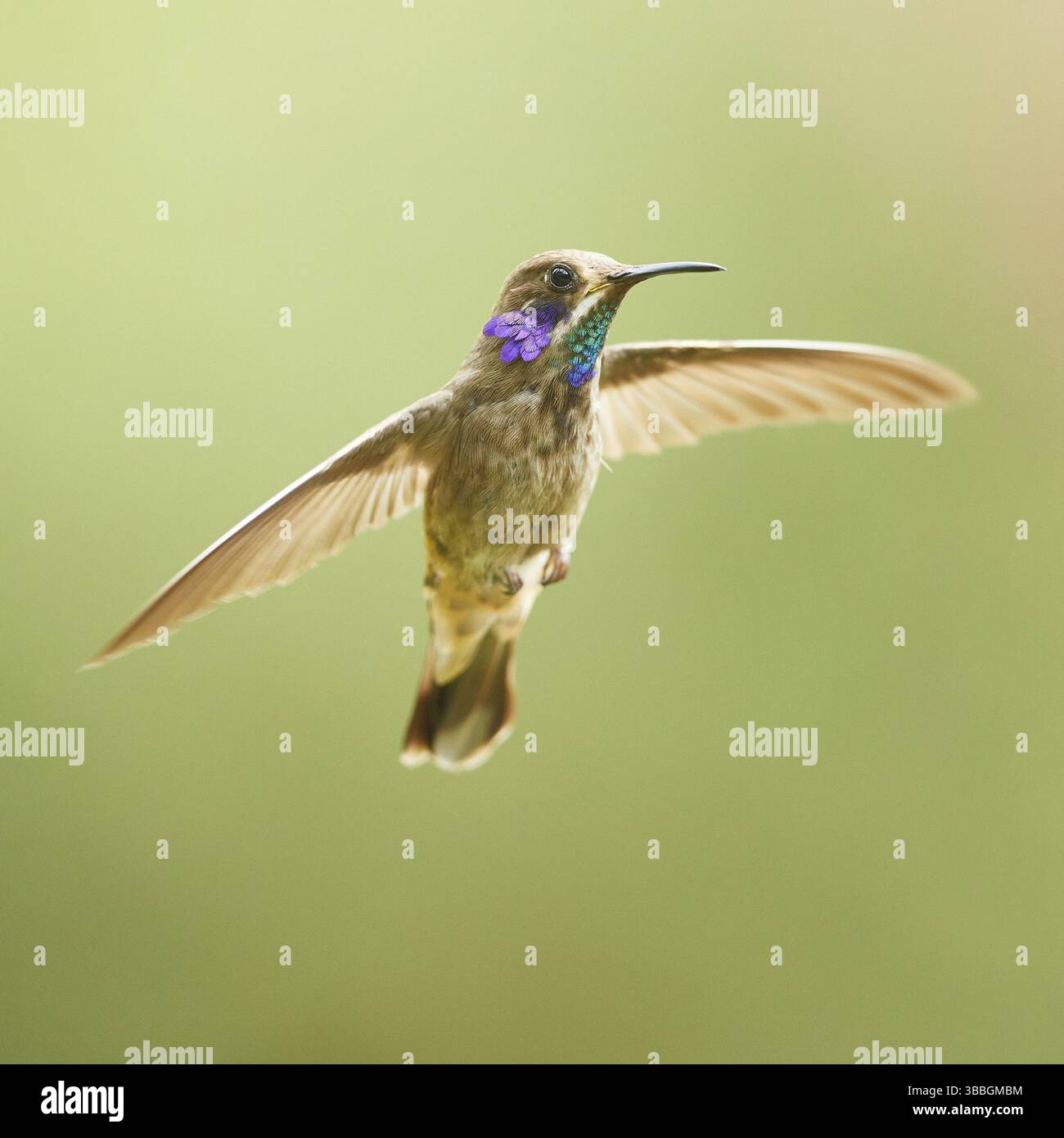 Brown Violetear (Colibri delphinae) flying, Ecuador, South America ...