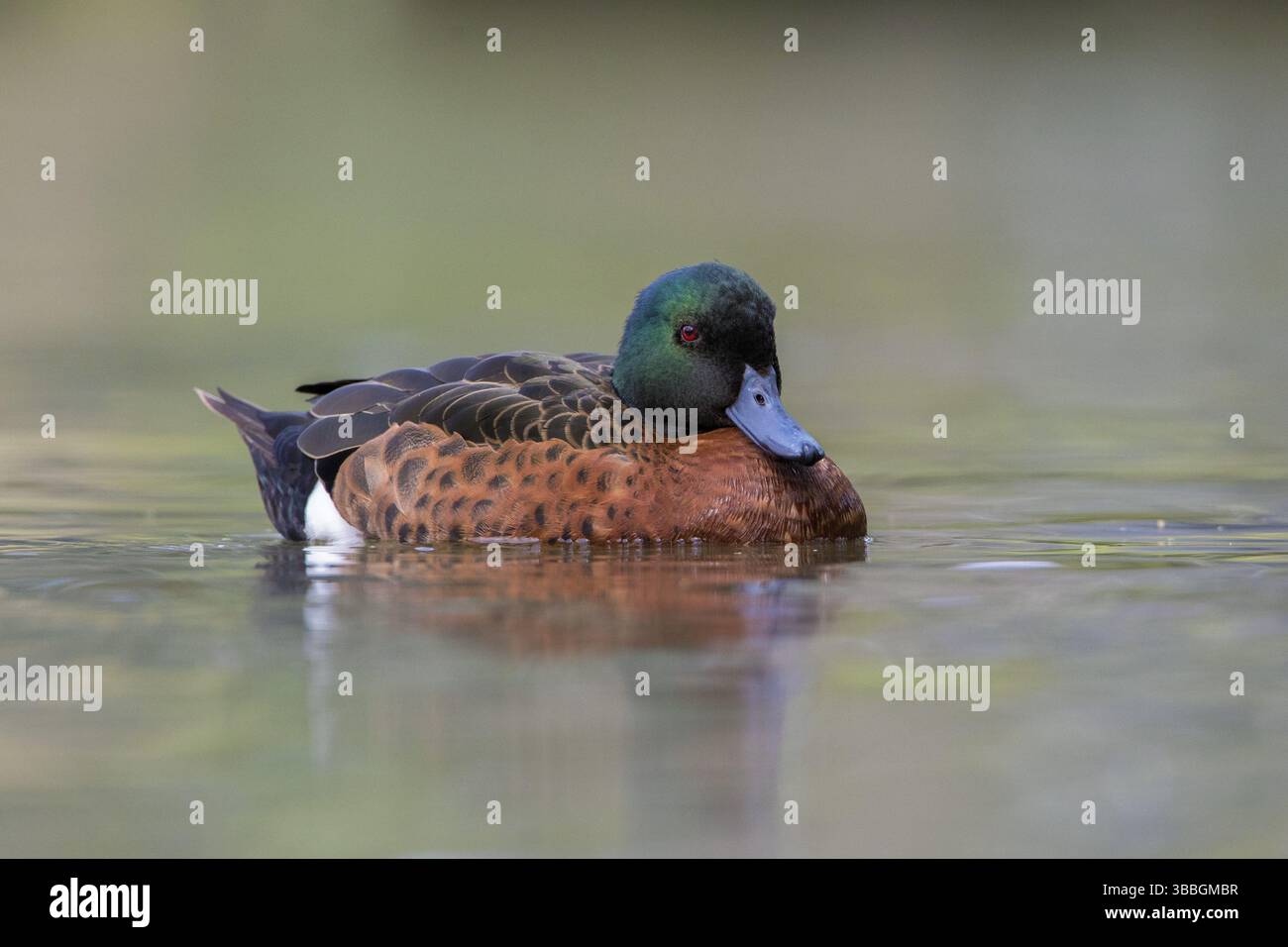 Chestnut Teal (Anas castanea) male, Victoria, Australia, Oceania Stock ...