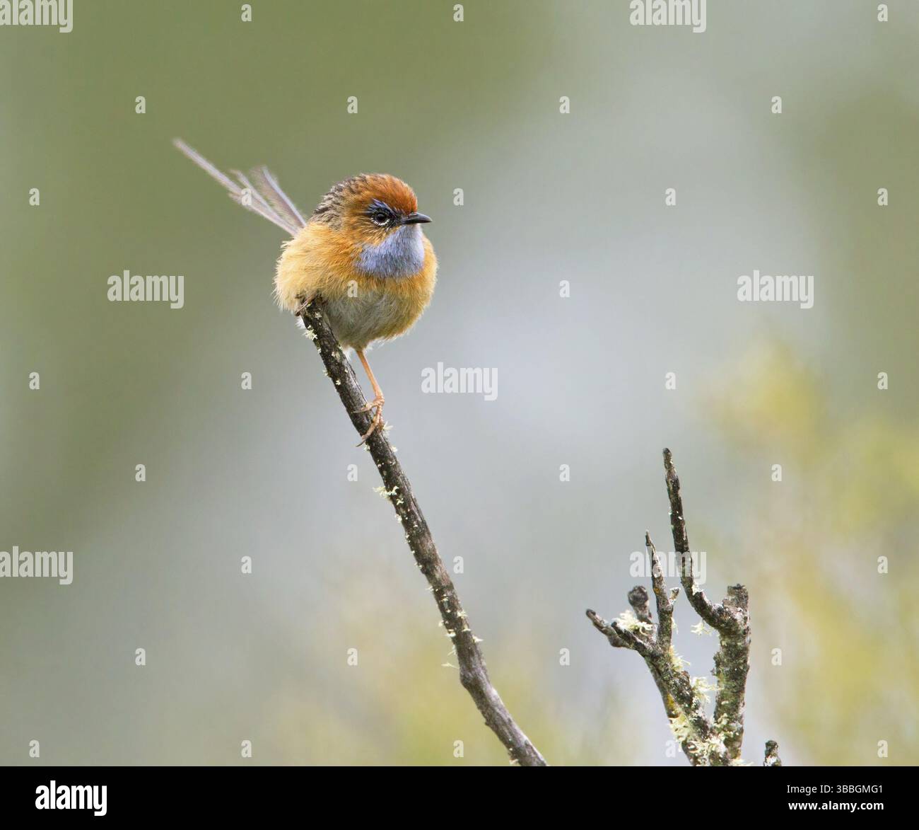 Southern Emu-wren (Stipiturus malachurus) male, Victoria, Australia ...