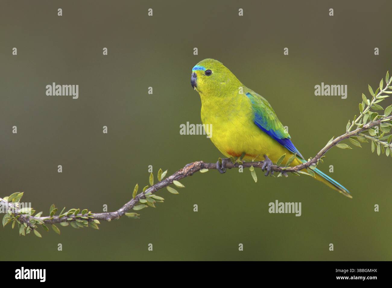 Orange-bellied Parrot (Neophema chrysogaster), Tasmania, Australia ...