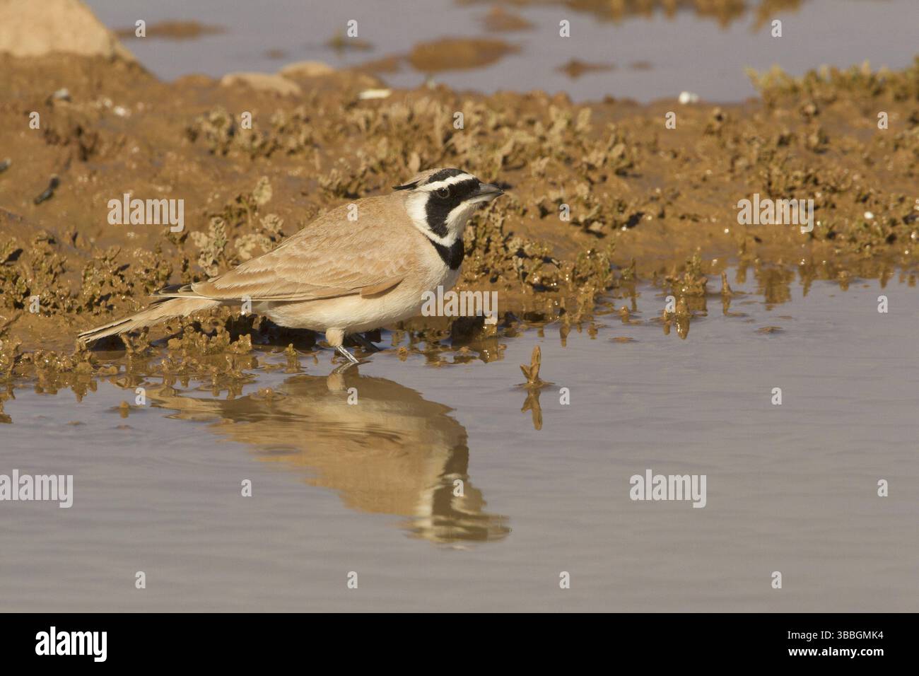 Temminck's Lark (Eremophila bilopha), Morocco, Africa Stock Photo - Alamy