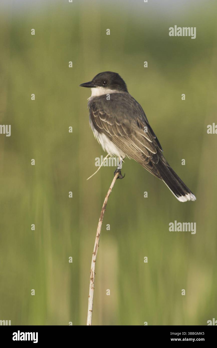 Eastern Kingbird (Tyrannus tyrannus), Ontario, Canada, North America ...