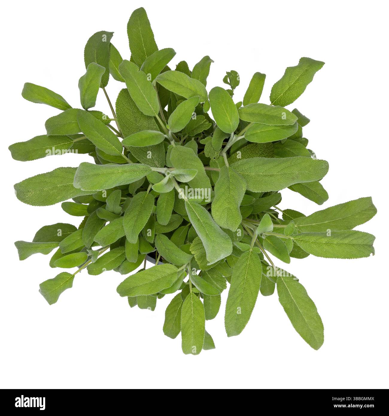 Salvia real salvia officinalis Cut Out Stock Images & Pictures - Alamy