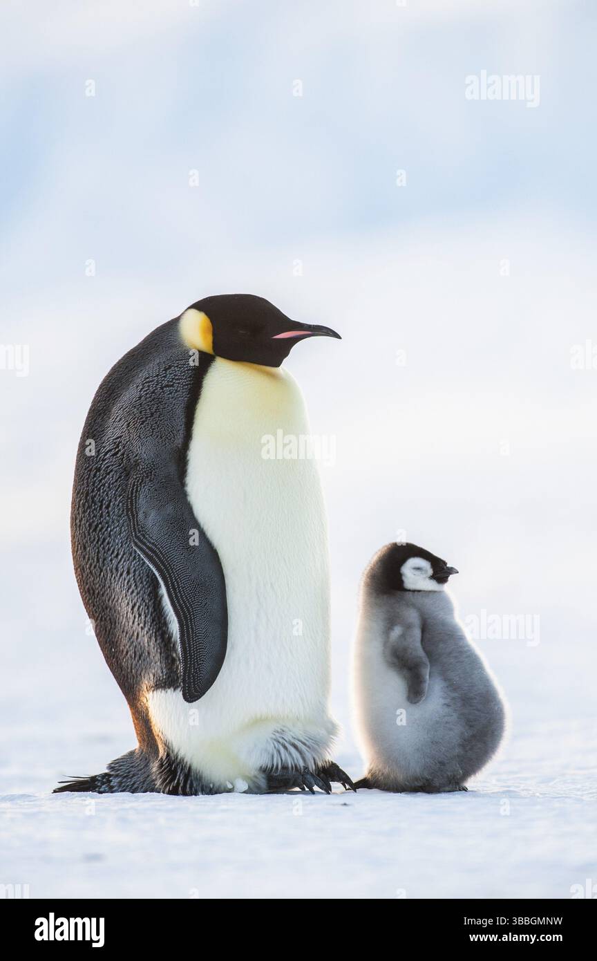 Emperor Penguin (Aptenodytes forsteri) with juvenile, Queen Maud Land ...
