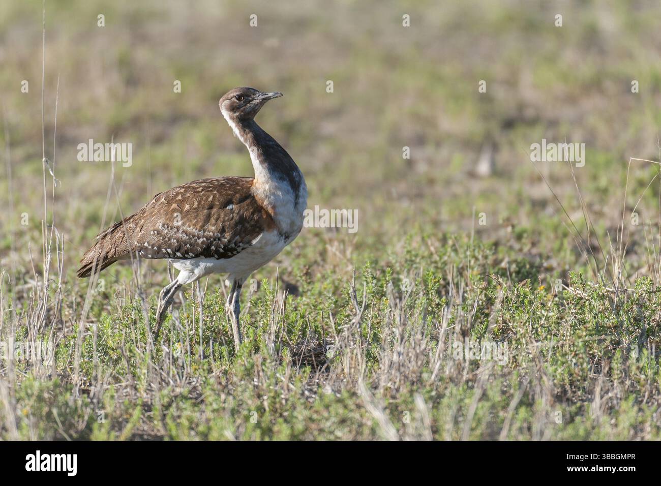 Ludwig's Bustard (Neotis ludwigii), Northern Cape, South Africa, Africa ...