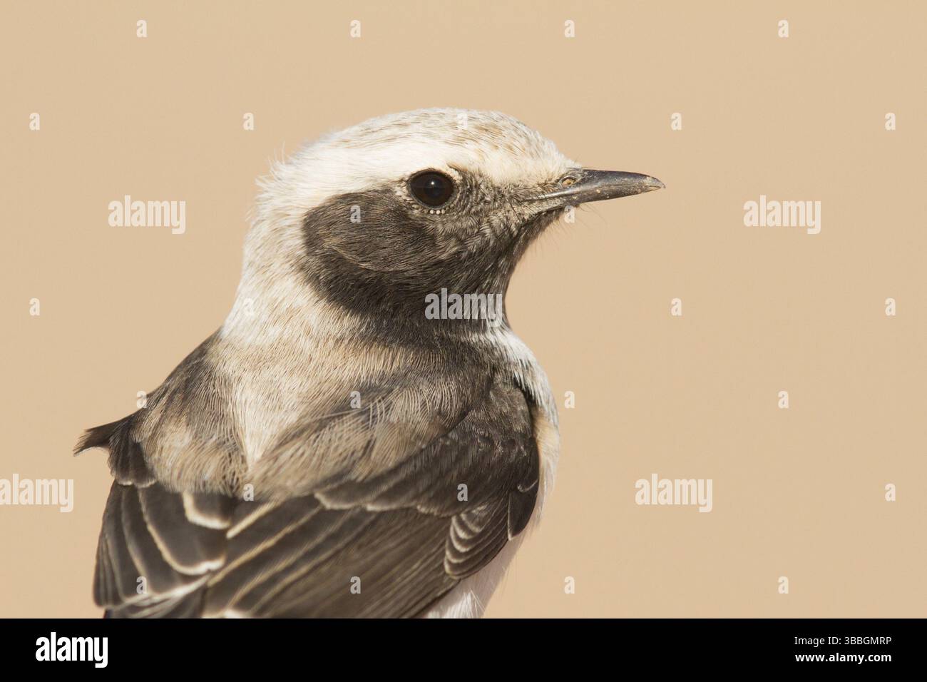 Mourning Wheatear (Oenanthe lugens) female, Morocco, Africa Stock Photo ...