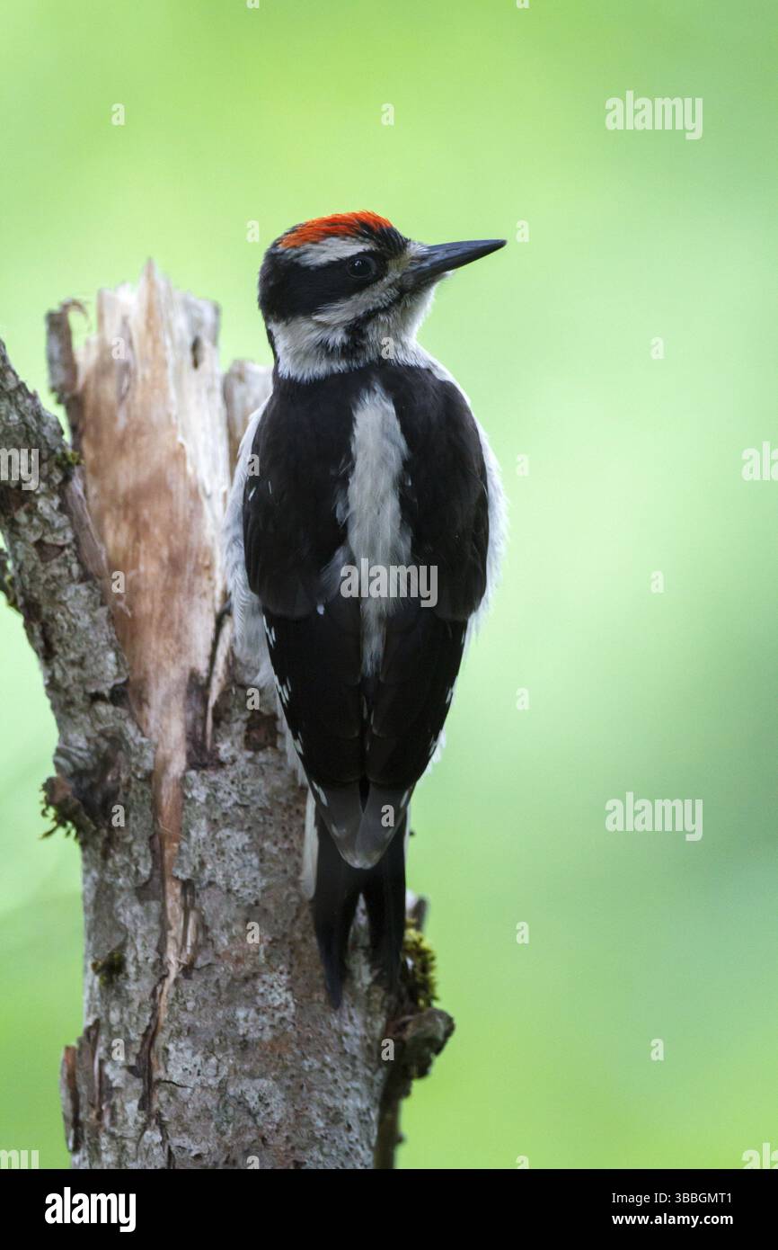 Hairy Woodpecker (Leuconotopicus villosus) male juvenile, Ontario ...