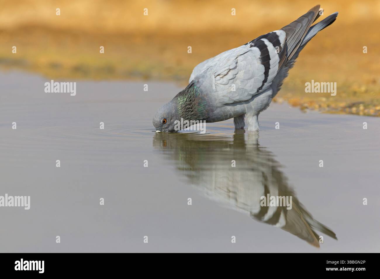 Felsentaube, Rock Dove, Rock Pigeon, Feral Rock Pigeon, Columba livia ...