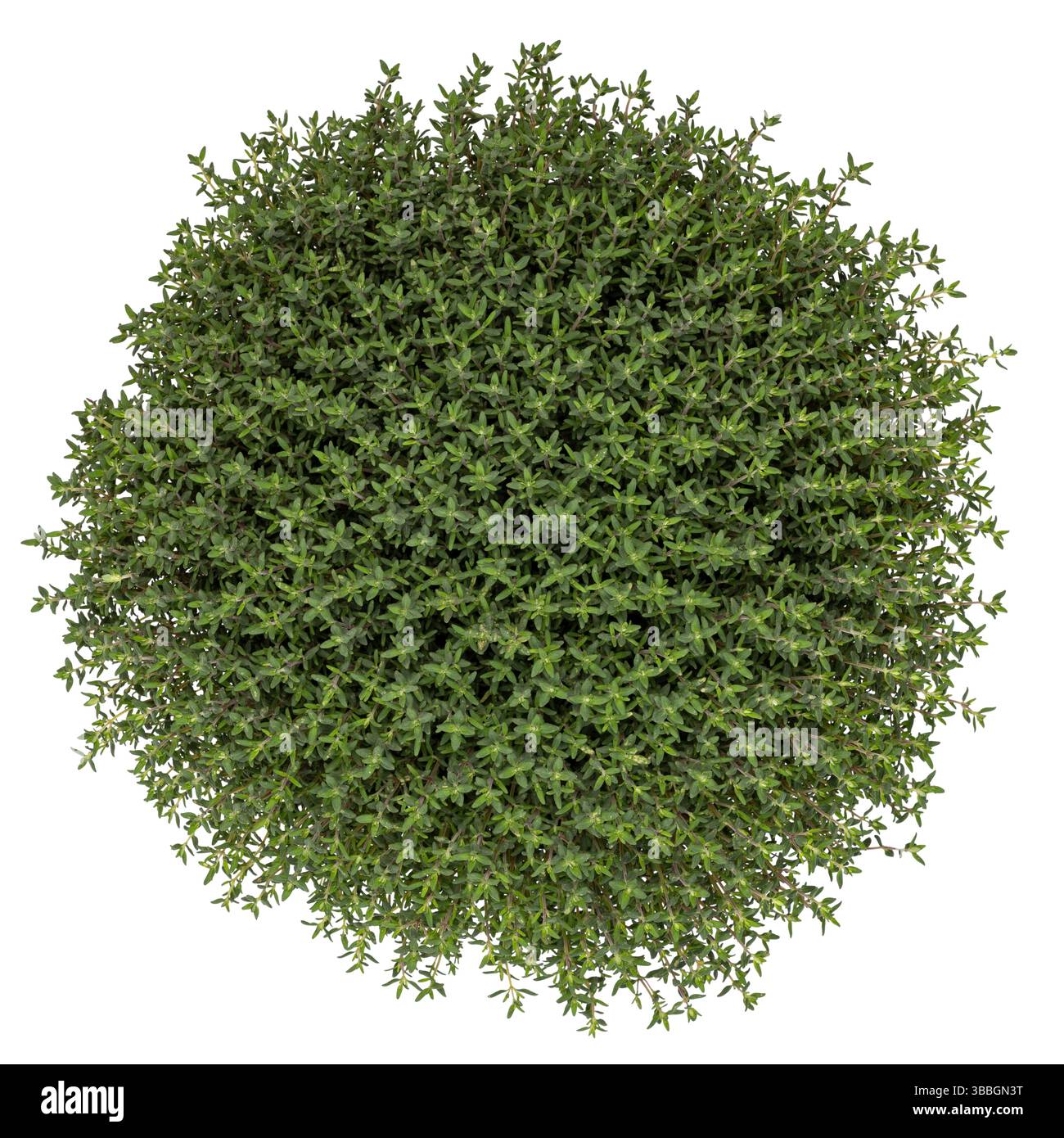 Top view of Thymus vulgaris faustini aka Thyme. Isolated on a white ...